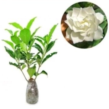 Jual Tanaman bunga melati kaca piring / tanaman jempiring | Shopee ...