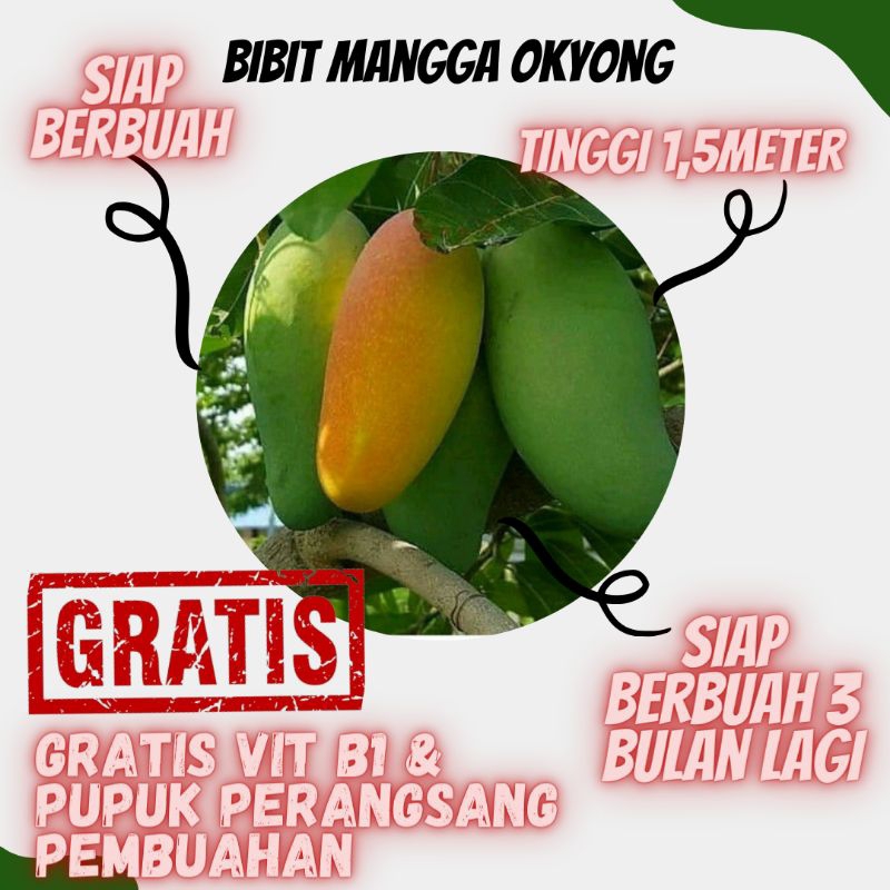 Jual Tanaman Mangga Okyong/golek madu tinggi 1,6 meter siap berbuah ...