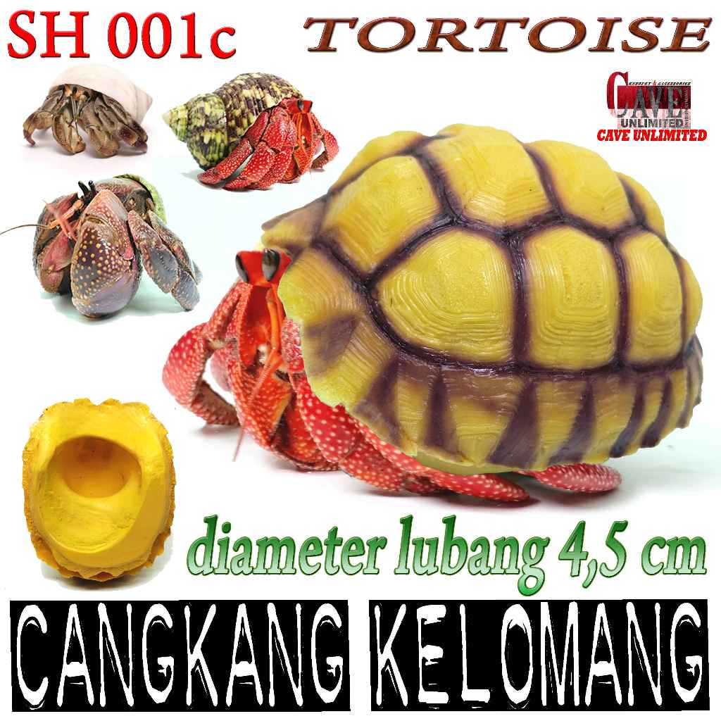 Jual SH001C SHELL HERMIT CRAB CANGKANG KUMANG KELOMANG UMANG RUMAH ...