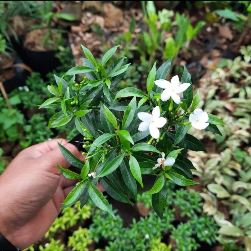 Jual tanaman hias bunga sabrina melati rombusa putih - Putih | Shopee ...