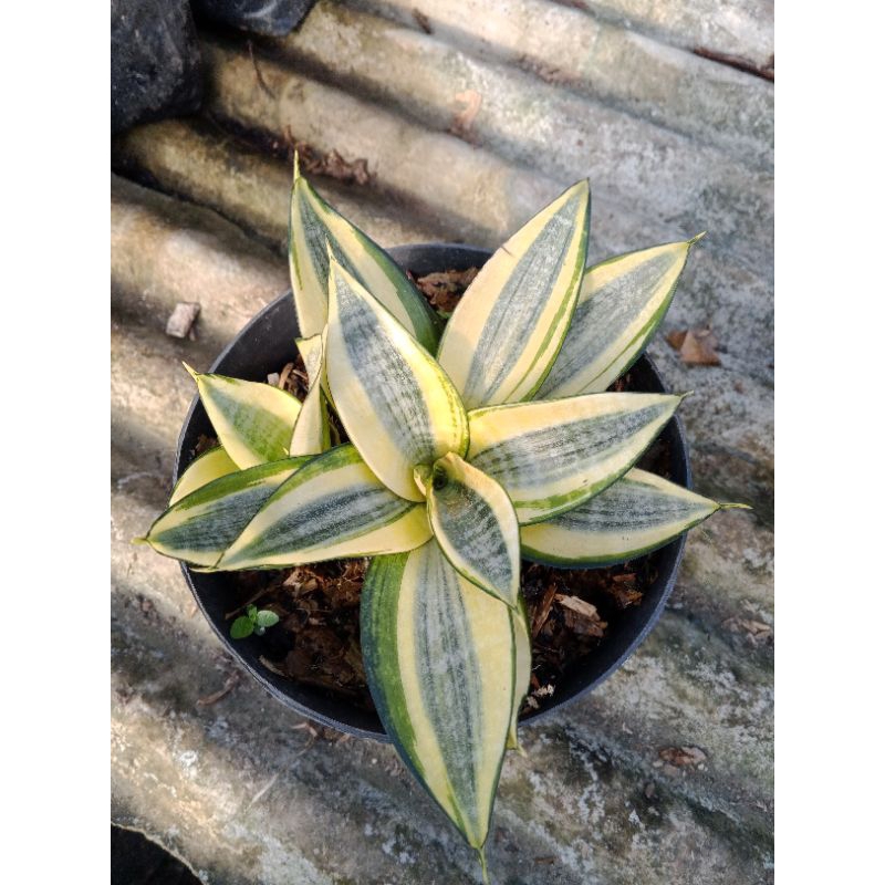 Jual sansiveria golden hani daun rimbun 10 plus /honey /sensivera ...