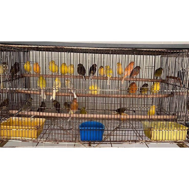 Jual BURUNG KENARI GACORAN DAN BAHAN SERI LOPER | Shopee Indonesia