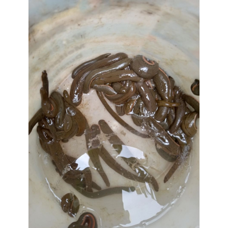 Jual LINTAH TERAPI STERIL - siap pakai dan 100% lintah baru | Shopee ...