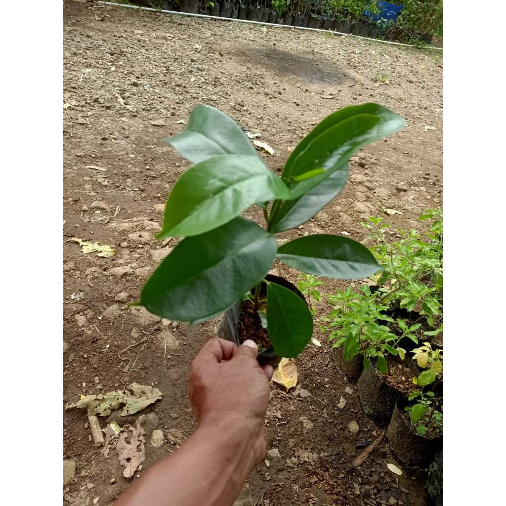 Jual bibit tanaman pohon buah buni | buah huni | Shopee Indonesia