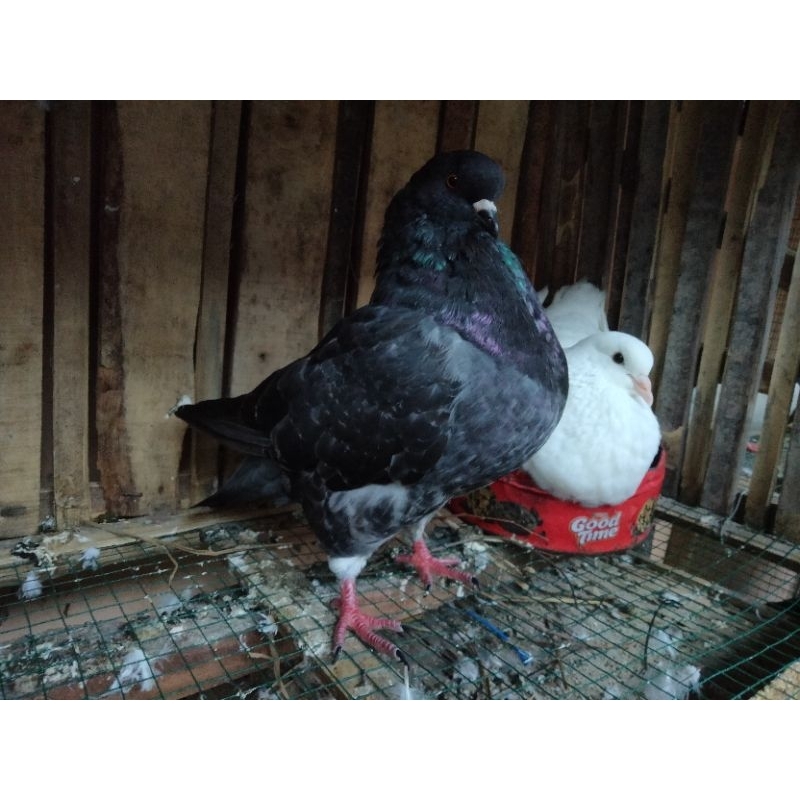 Jual merpati king jumbo induk sepasang | Shopee Indonesia