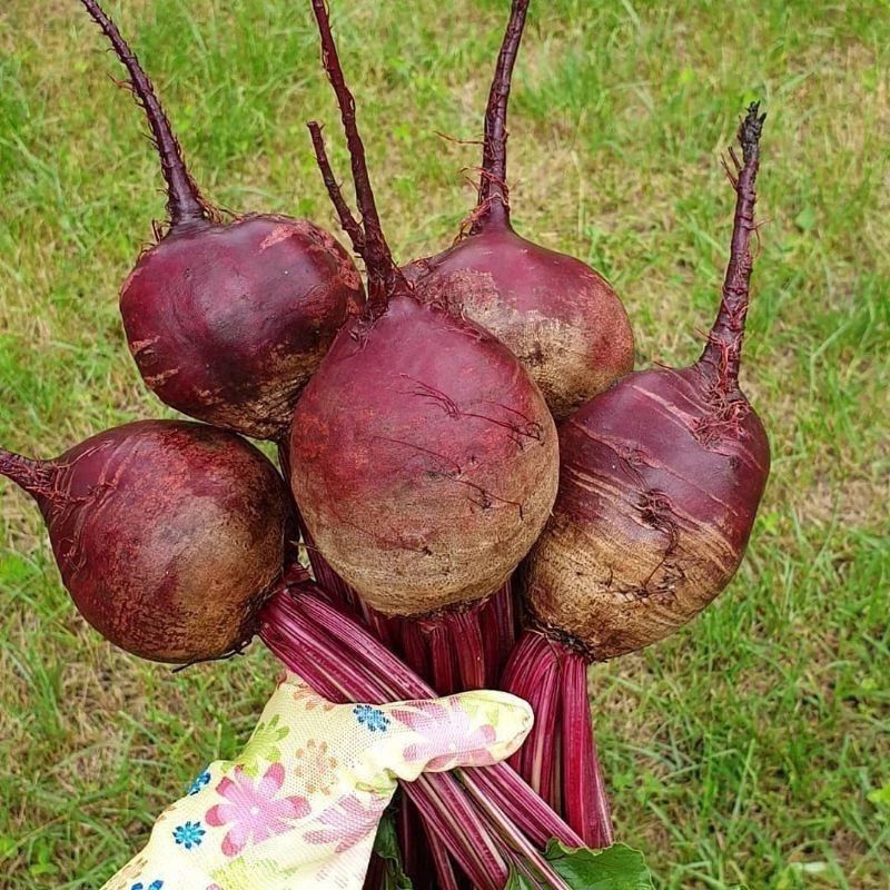 Jual 10 Biji - Benih Unggul Buah Bit Beetroot Ayumi F1 Hibrida - Bibit ...