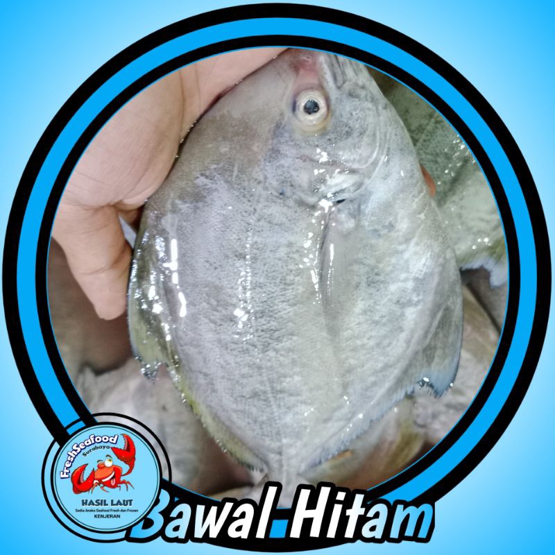 Jual IKAN DORANG SEDANG 1kg | Shopee Indonesia