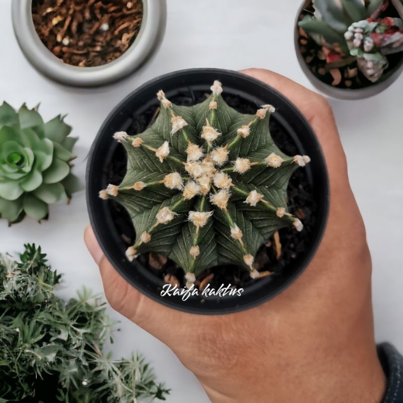 Jual LB ory 2178 dan LB vos 014 | Shopee Indonesia