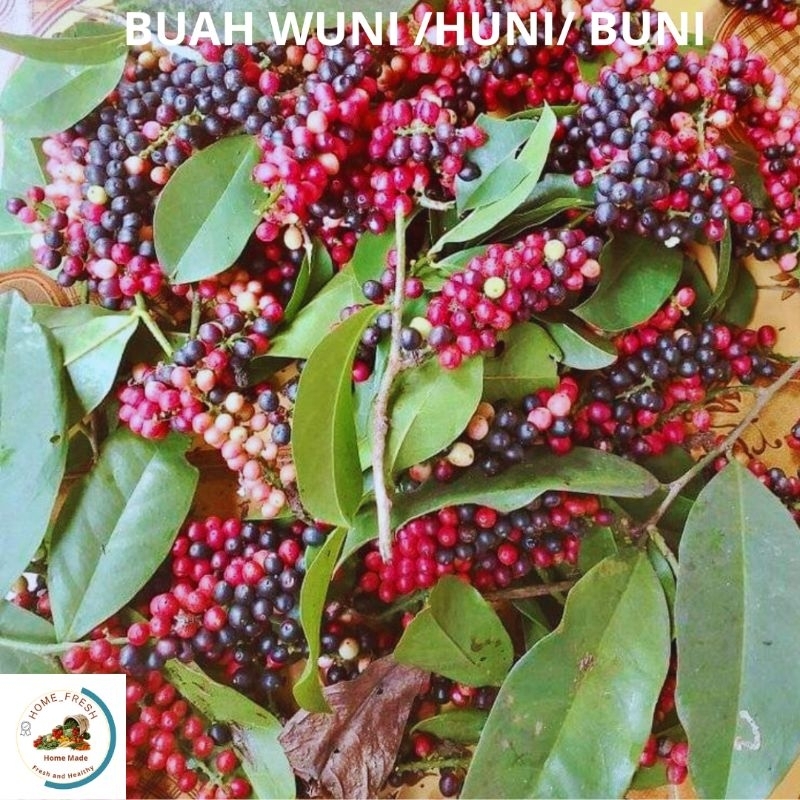 Jual BUAH LANGKA WUNI | BUNI | HUNI FRESH SEGAR | Shopee Indonesia