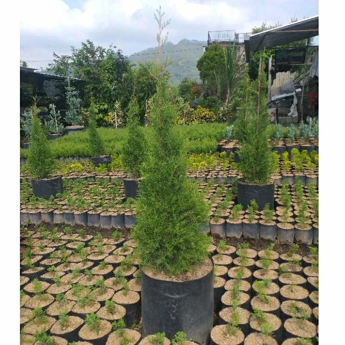 Jual Tanaman Cemara Wangi, Cemara Natal, Cemara Rentes Tinggi 1 meter ...