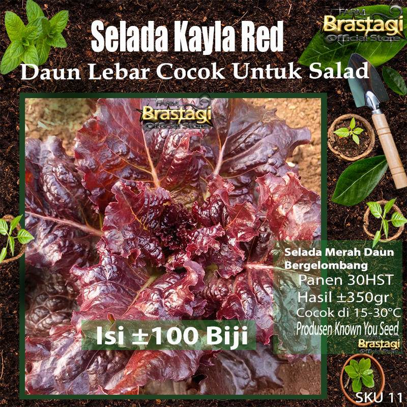 Jual FBTG - 100 Benih Bibit Biji - Selada Kayla Red Lettuce Merah Seeds - Known You Seed - Sku ...