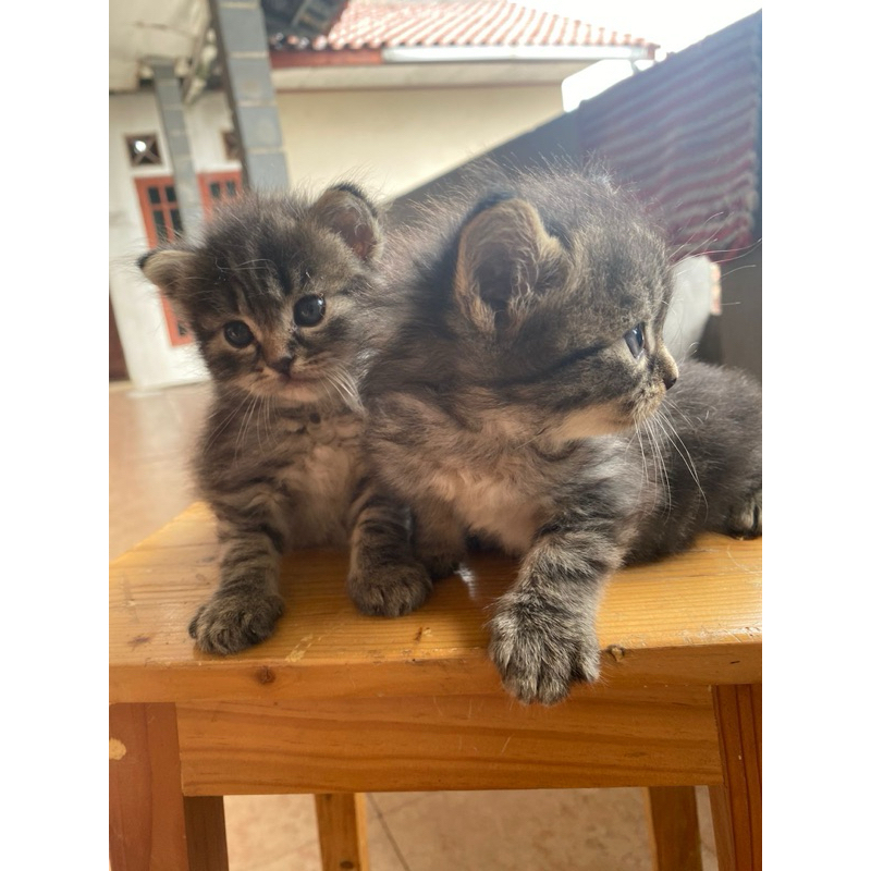 Jual kucing persia kitten umur 2 bln bukan medium atau mixdom | Shopee ...