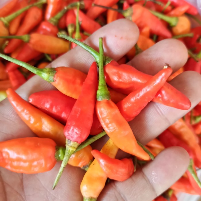 Jual Cabe Rawit Merah Extra Pedas 1 kg - Cabe Segar 1000 Gram | Shopee ...