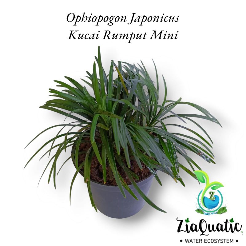 Jual Ophiopogon Japonicus "Kucai Rumput Mini" - Tanaman Hias Paludarium ...