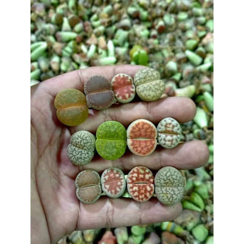 Jual Lithops mix 10pcs | Shopee Indonesia