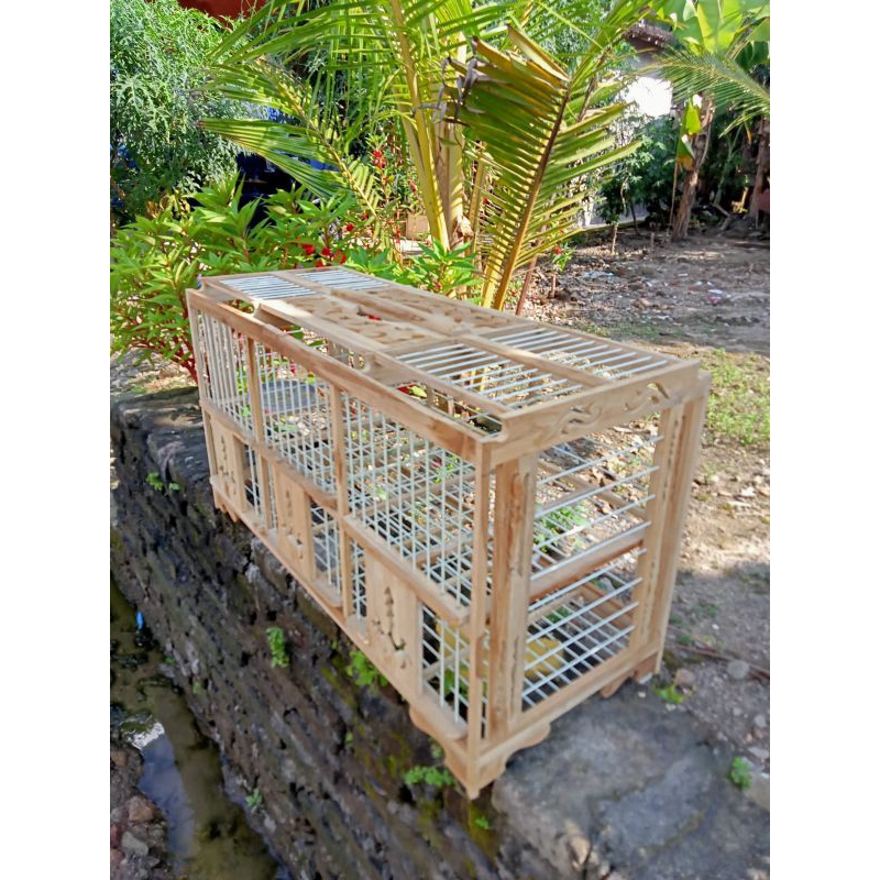 Jual Dondang merpati 3pasang 6pintu ambrukan S.SANGKAR | Shopee Indonesia