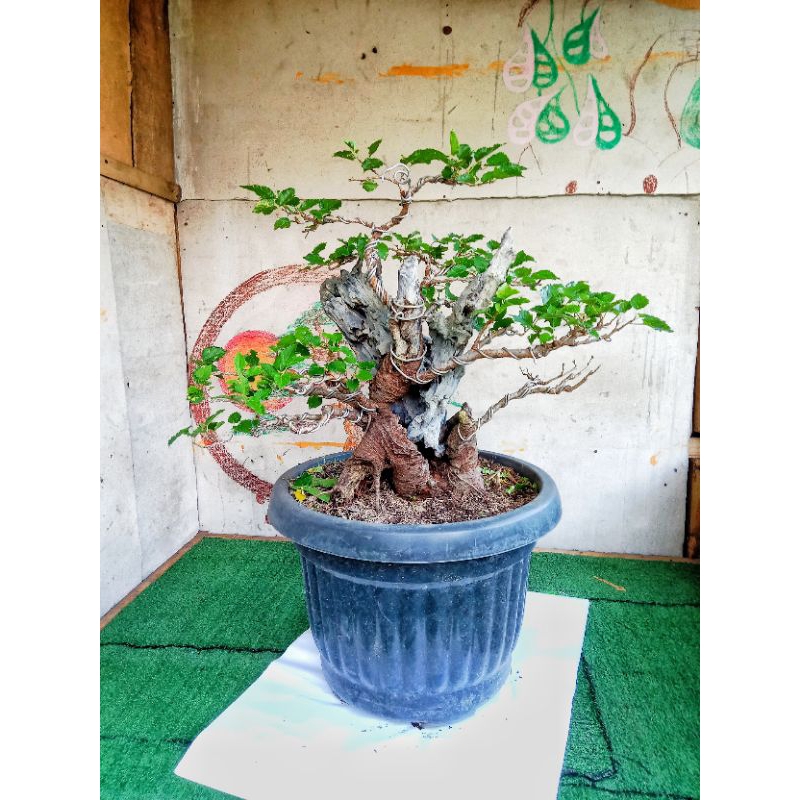 Jual bonsai murbei/murbery (morus alba) | Shopee Indonesia