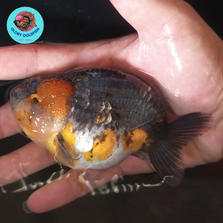 Jual Ikan Hias Mas Koki Ranchu Rancu Pancawarna Calico Tiger HIGH ...