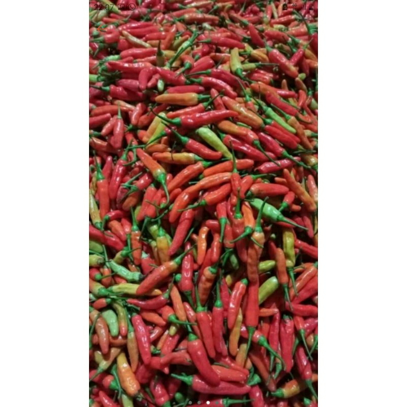 Jual 1kg CABAI MERAH /LOMBOK SETAN PEDAS | Shopee Indonesia