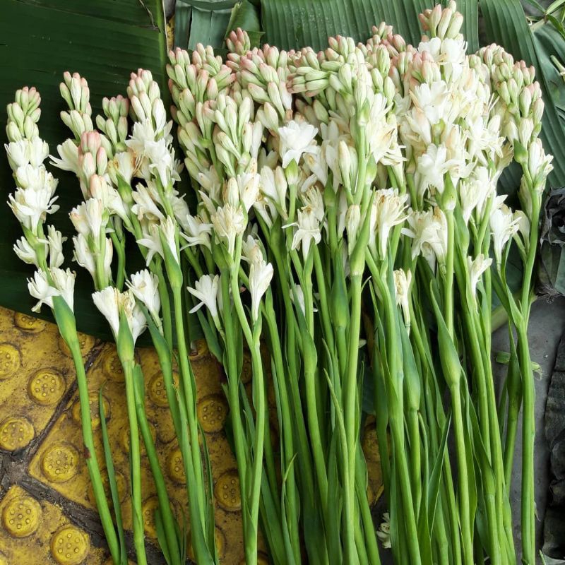 Jual Bunga Potong Sedap Malam Per Tangkai | Shopee Indonesia