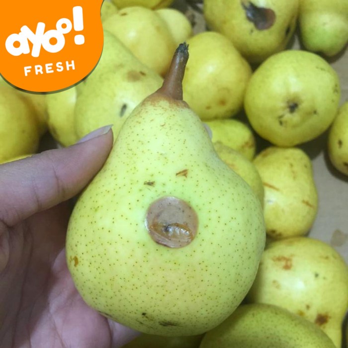 Jual Pear Packham Imperfect 1 Kg | Shopee Indonesia