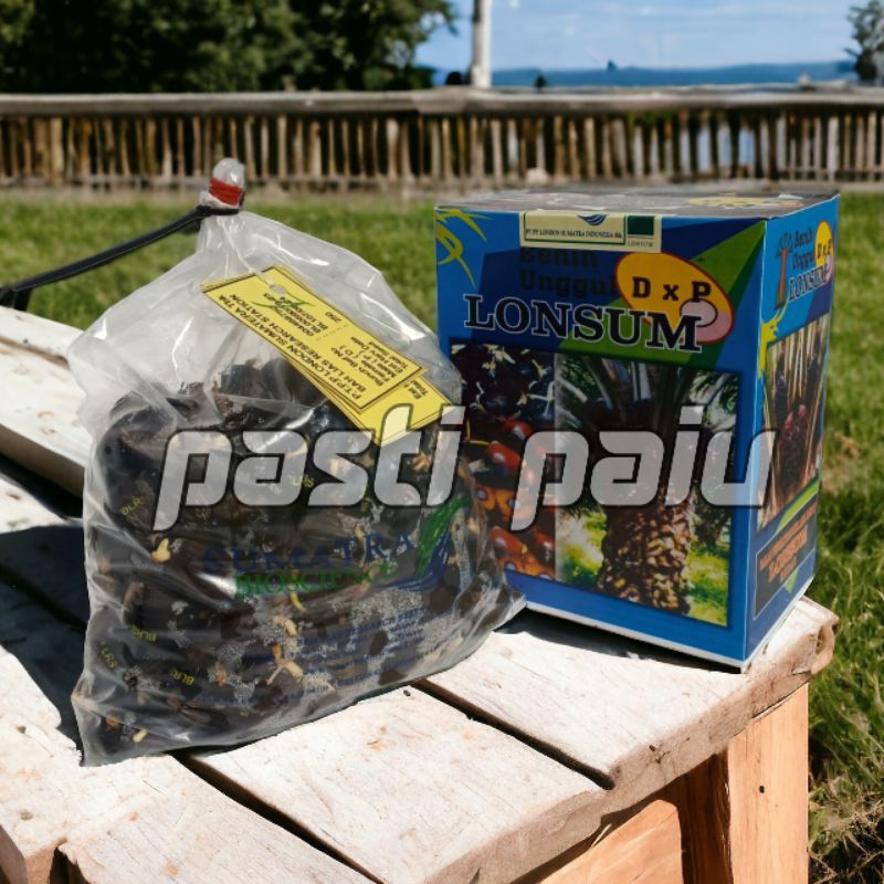 Jual benih kecambah sawit unggul lonsum berkualita bersertifikat isi ...