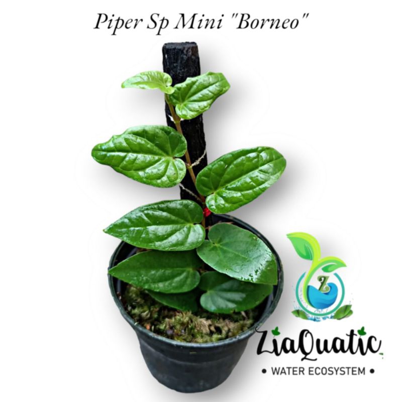 Jual Piper Sp Mini "Borneo" - Tanaman Hias Rambat Paludarium Terrarium ...