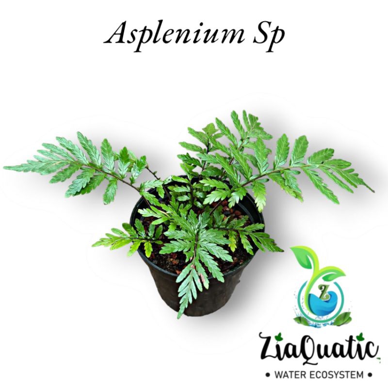 Jual Asplenium Sp "Paku Pakuan" - Tanaman Hias Paludarium Fern/Pakis ...