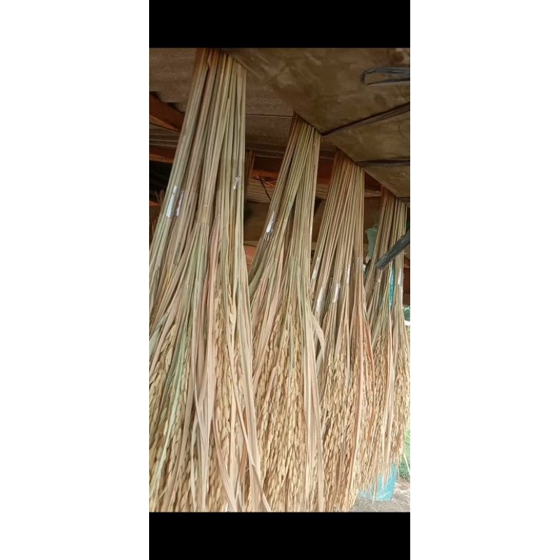 Jual padi tangkai kering 20 tangkai | Shopee Indonesia