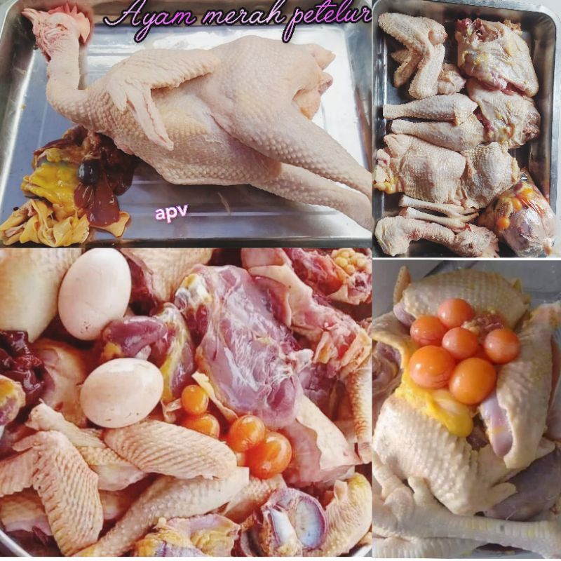 Jual ayam merah petelur fresh 1 ekor | Shopee Indonesia