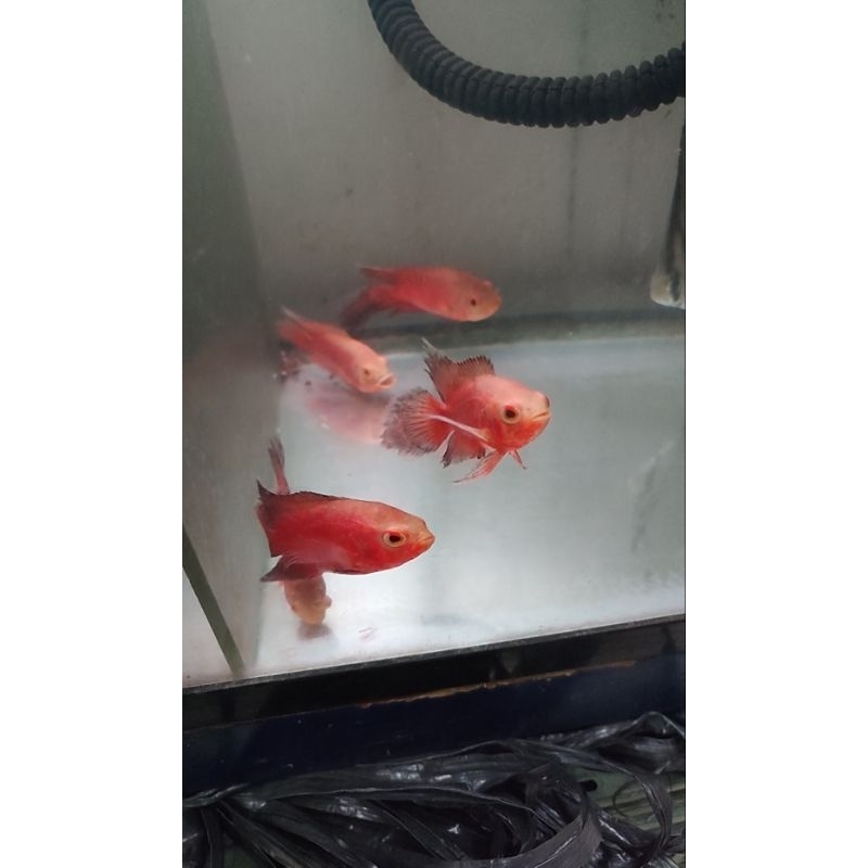 Jual Ikan Oscar Red Chilli / Oscar Paris Albino Red / Oscar Albino ...