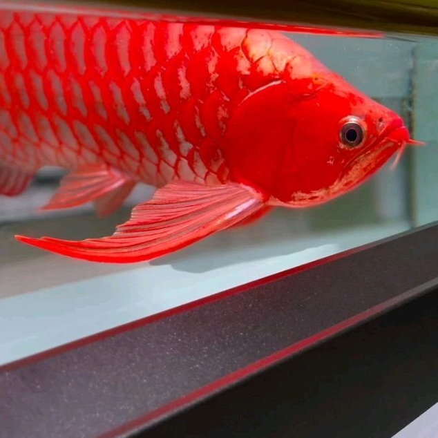 Jual Arwana Super Red 100% Asli Grade A+ Lengkap Sertifikat | Shopee ...