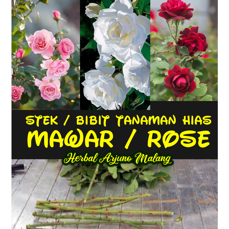 Jual 5 pcs Stek Batang Tanaman Kembang Bunga Rose Mawar Merah Pink ...