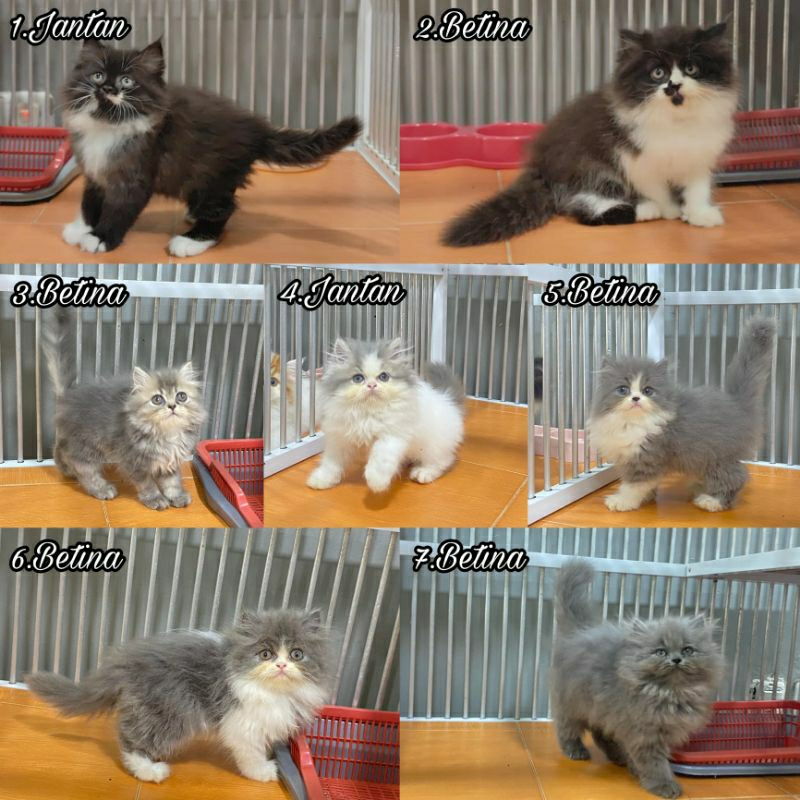 Jual Kucing kitten Persia Super gembul(warna Favorit) | Shopee Indonesia