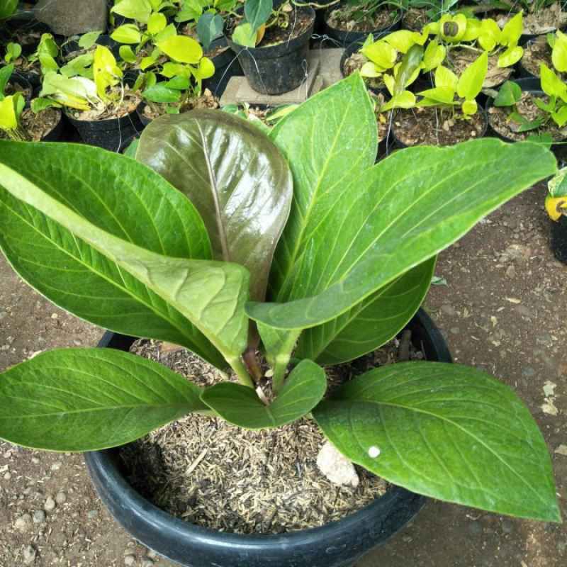 Jual ANTURIUM JEMANI COBRA | Shopee Indonesia