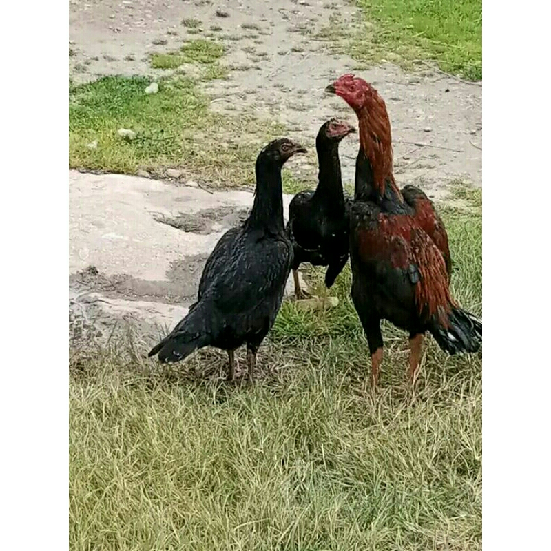 Jual Telur ayam madras aseel oey impor untuk di tetaskan. | Shopee ...
