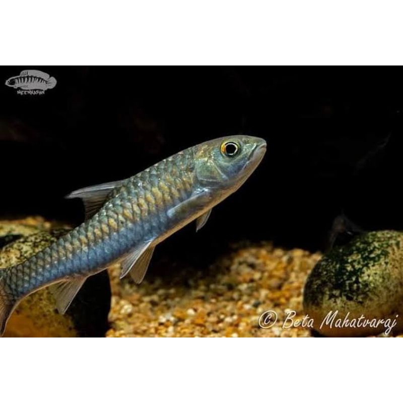 Jual Neo Hexagonolepis Blue Mahseer India babby | Shopee Indonesia