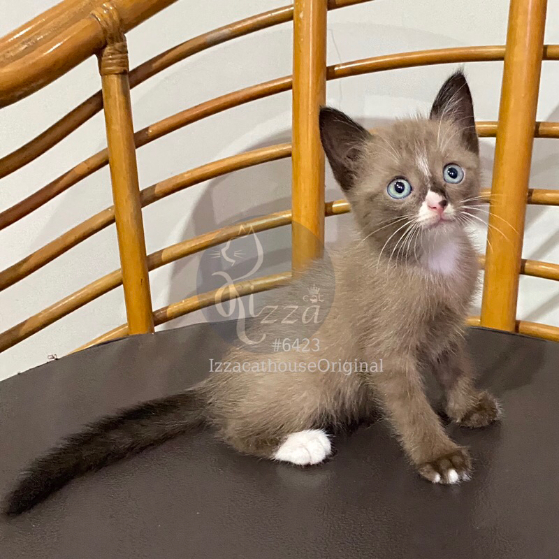 Jual makanan kucing siam motif ragdoll rare | Shopee Indonesia