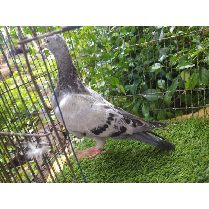 Jual merpati pos kecil | Shopee Indonesia