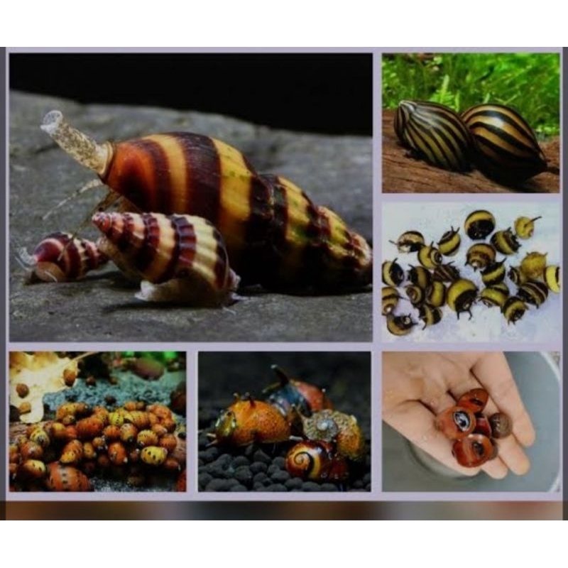 Jual keong aquascape pembersih algae, tanduk, turbo, bumbelbee ...