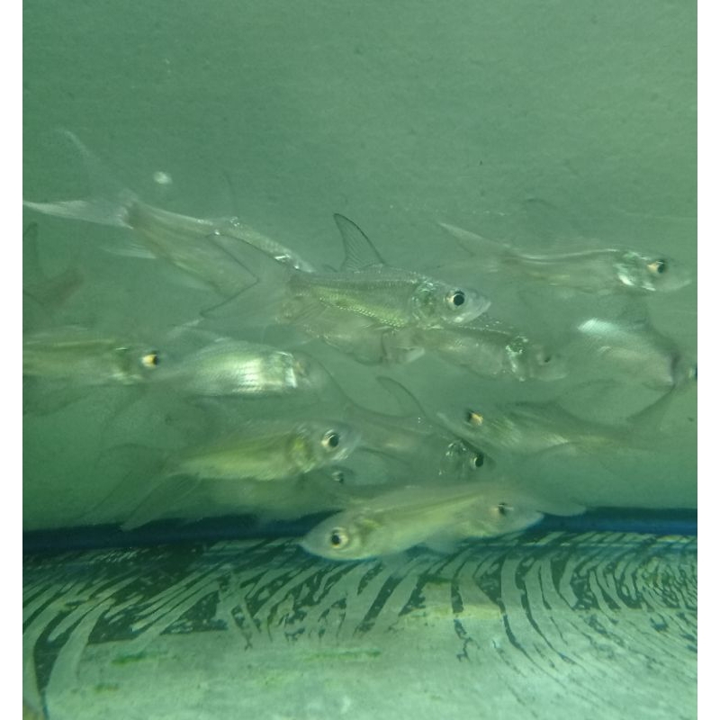 Jual Siamese Giant Carb / Giant Barb | Shopee Indonesia