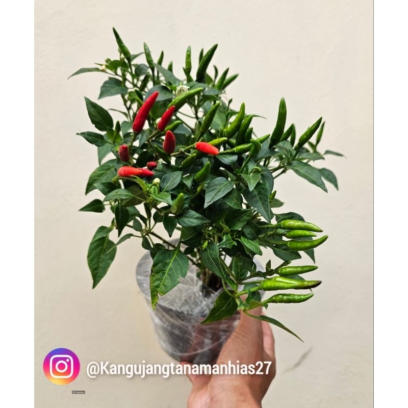 Jual 1 POT TANAMAN CABE RAWIT SUDAH BERBUAH ( DIKIRIM MENGGUNAKAN POT ...
