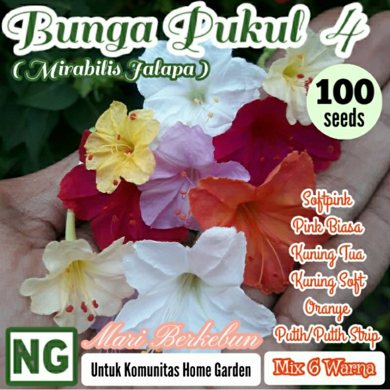 Jual 100 Benih Biji Bunga Pukul Empat Mix 6 Warna Mirabilis Jalapa ...