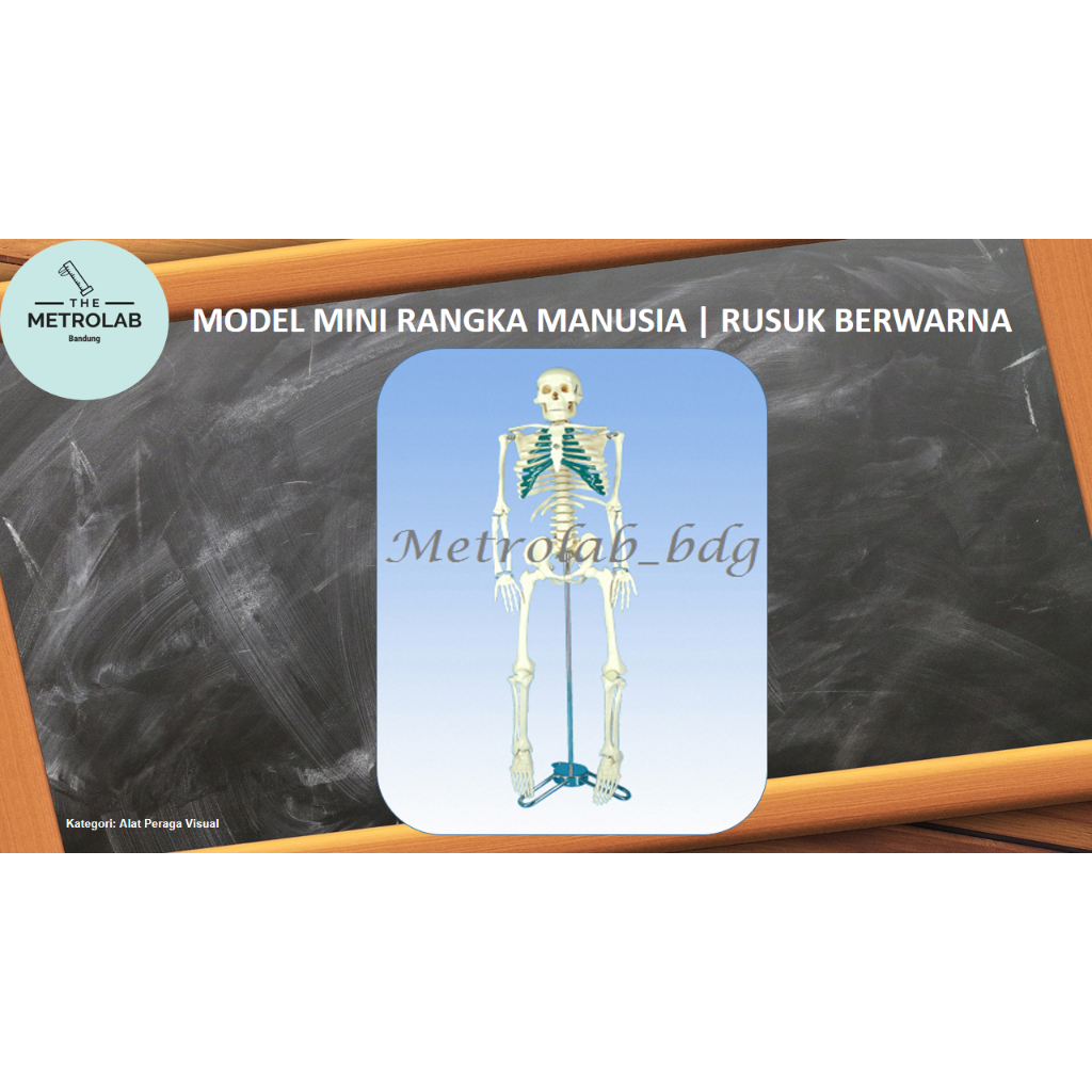 Jual Model Mini Rangka Manusia | Rusuk Berwarna | Shopee Indonesia