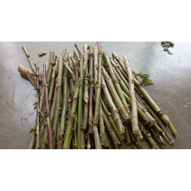 Jual Bibit Daun Gedi Merah / Telo Papua | Shopee Indonesia