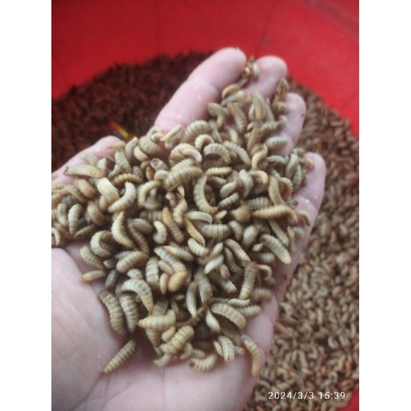 Jual Promo Maggot fresh hidup 250 + bonus 10 gram ( garansi 100% ...