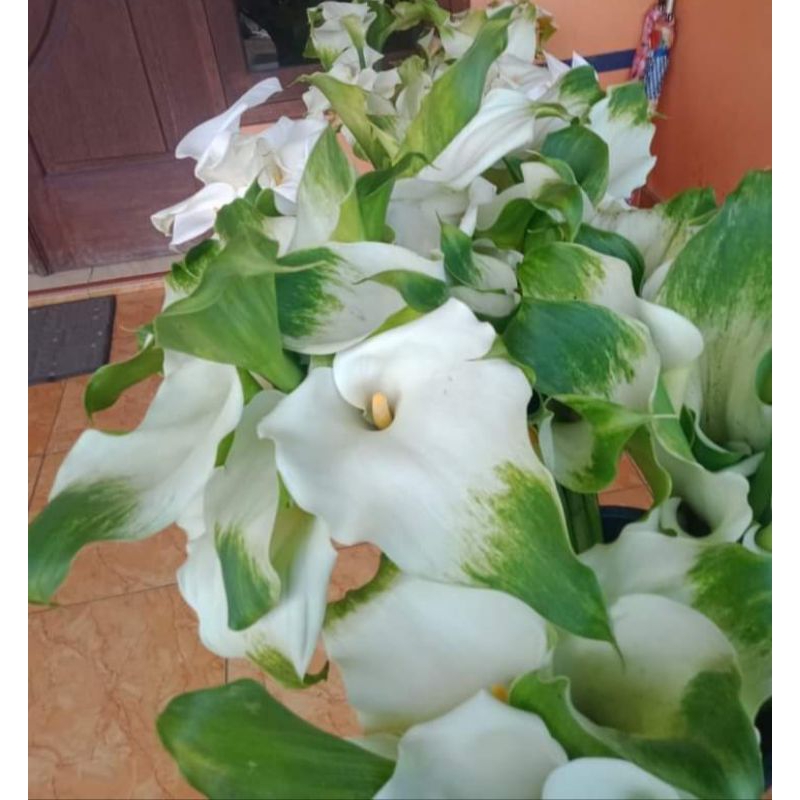 Jual calalily | Shopee Indonesia