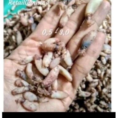Jual Cumi baby 100gram,250gram | Shopee Indonesia