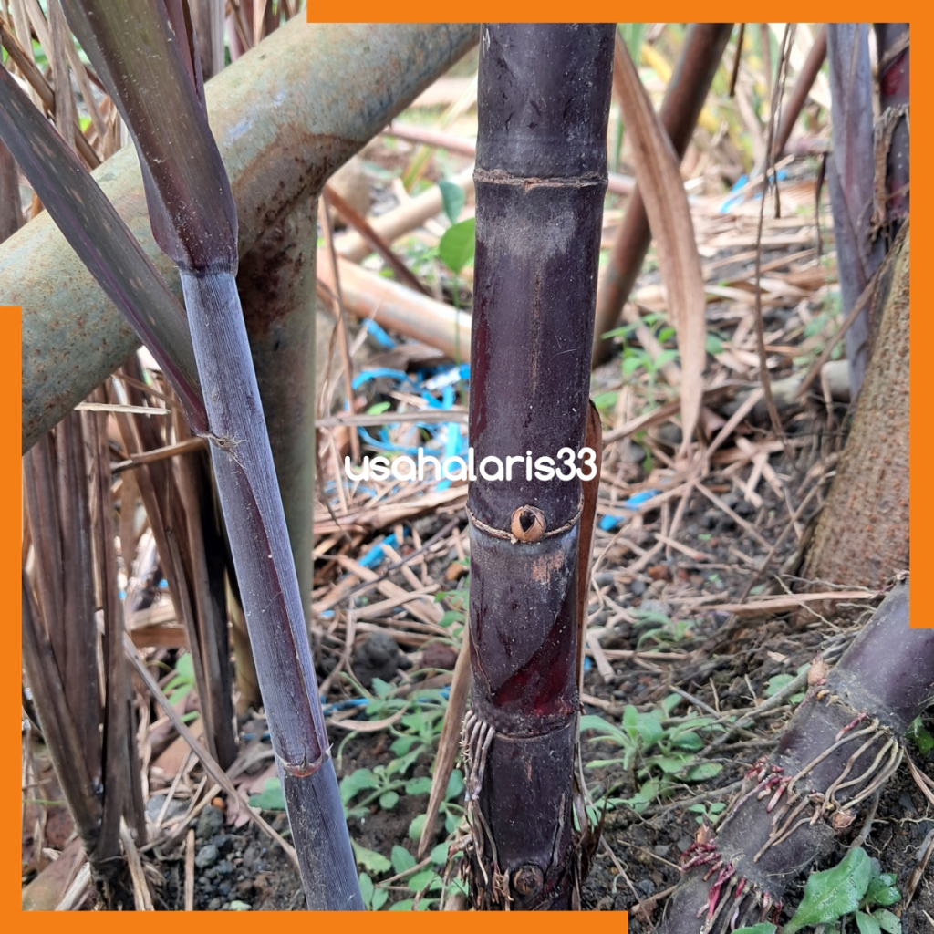 Jual Tebu Hitam Asli Tebu Ireng Isi 5 Batang | Shopee Indonesia