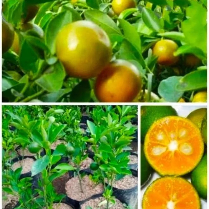 Jual BIBIT TANAMAN BUAH JERUK KASTURI ATAU KALAMANSI ATAU KOLOMONDE ...